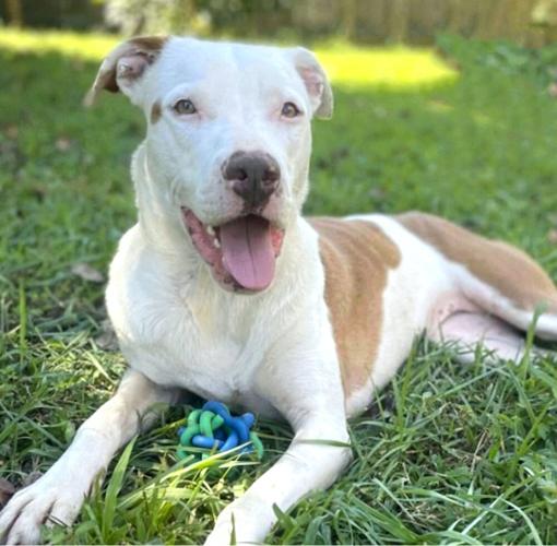 SPCA pets need homes 9-13-25 | News | clevelandbanner.com