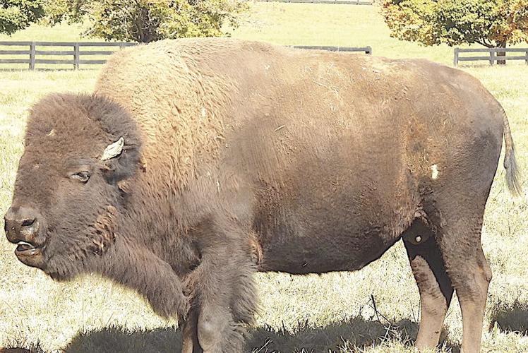 Blessing of the Buffalo this Saturday | News | clevelandbanner.com