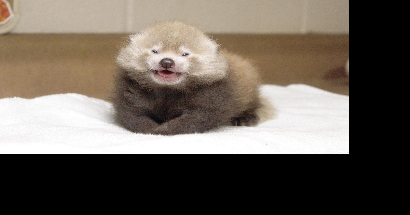 Chattanooga Zoo celebrates birth of 1st red panda cub in 8 years | News ...