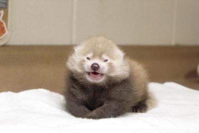 Chattanooga Zoo celebrates birth of 1st red panda cub in 8 years | News ...