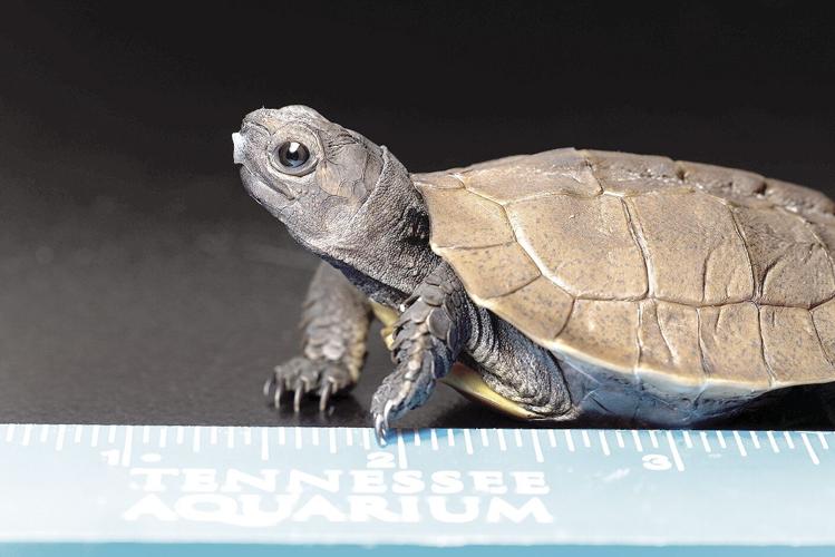 Tennessee Aquarium: Hatching a record-setting clutch of endangered ...