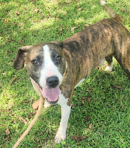 SPCA pets need homes 7-5-25 | News | clevelandbanner.com
