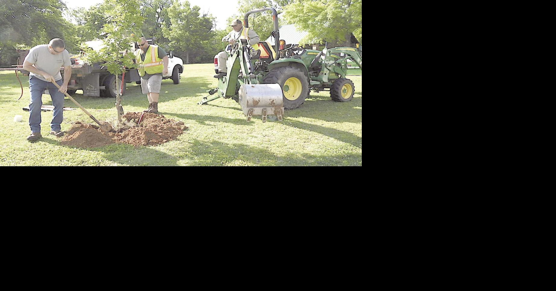 DAR plans tree dedication Sunday | News | clevelandbanner.com