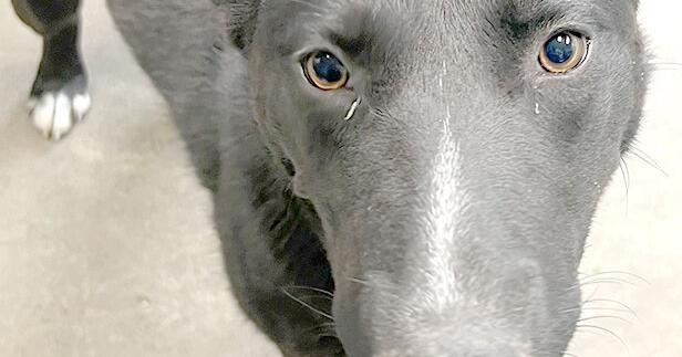 SPCA Pets 7-27-24 | Features | clevelandbanner.com