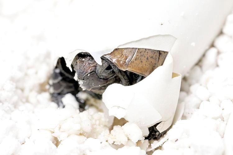 arakan forest turtle population