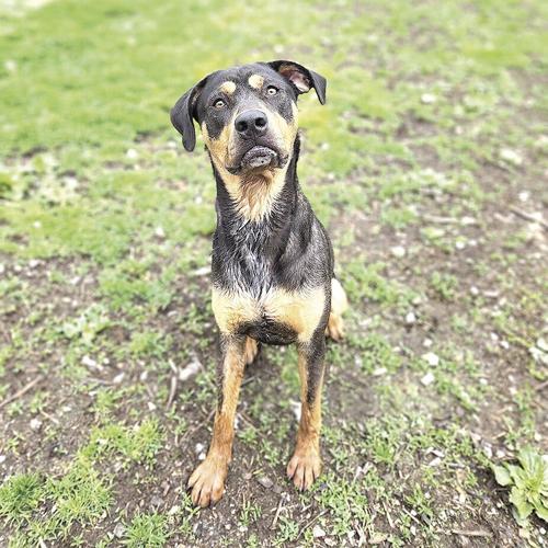 SPCA partners with BISSELL to 'Empty the Shelters' | News ...