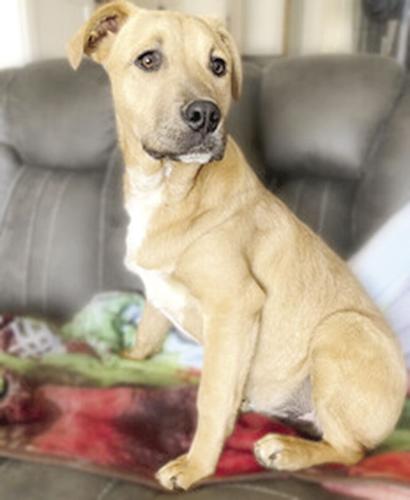 SPCA pets 4-13-24 | Features | clevelandbanner.com