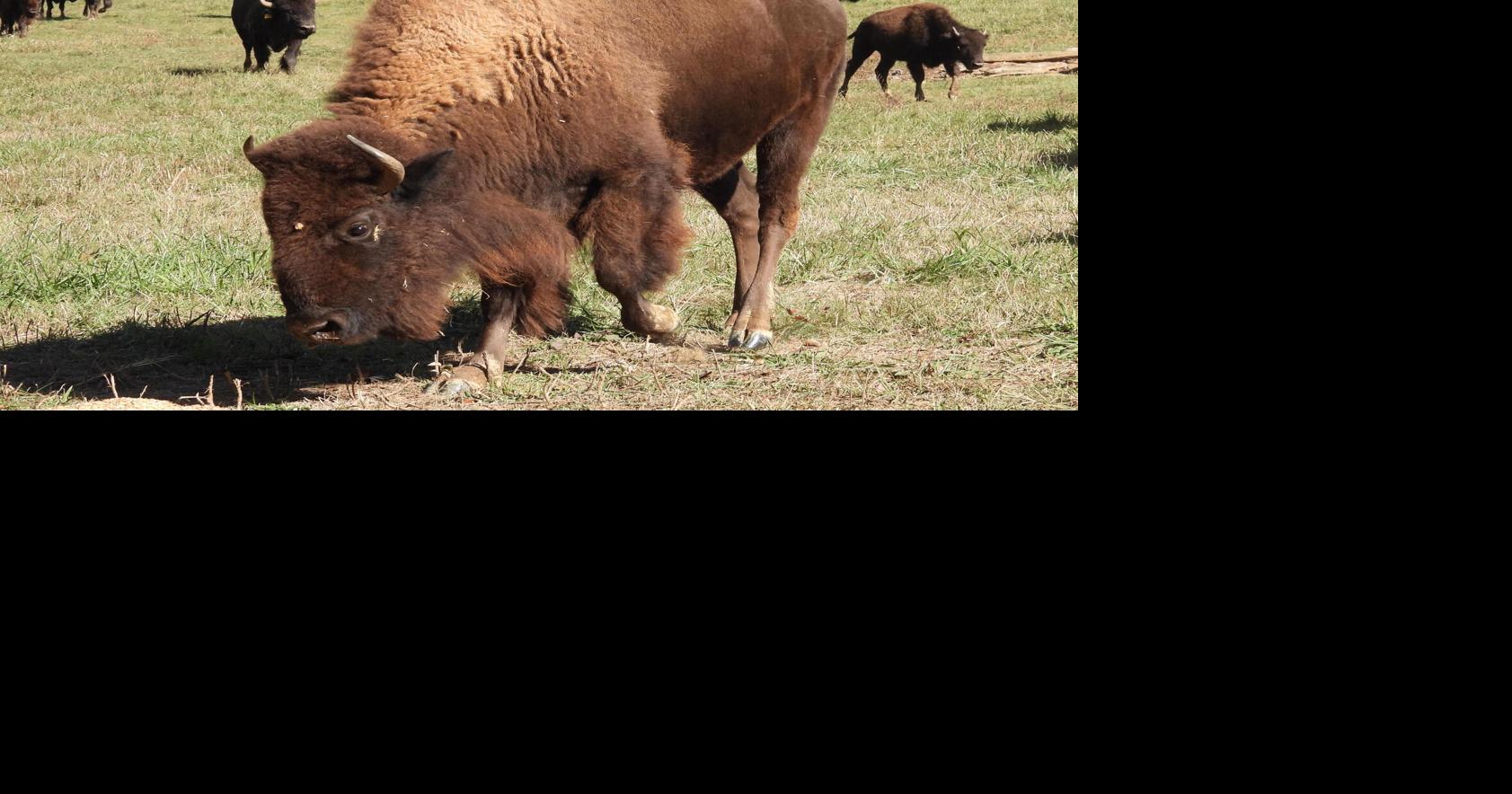 New leader takes over herd at Blessing of the Buffalo | News ...