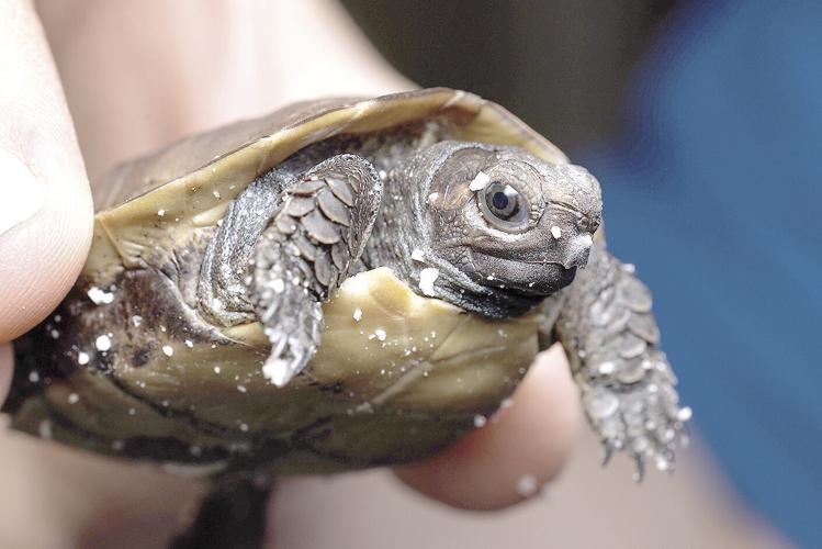 Tennessee Aquarium: Hatching a record-setting clutch of endangered ...