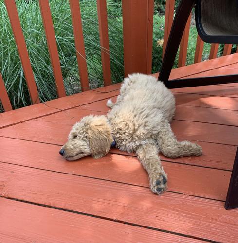 Cleveland's most chill pets | Pets | clevelandjewishnews.com