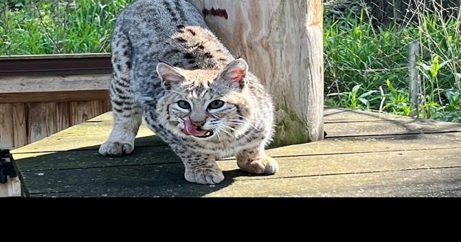 Cleveland Museum of Natural History welcomes bobcat kitten | Local News ...