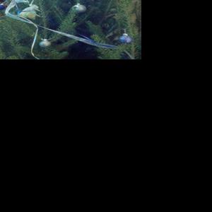 Learning from a ‘Chanukah bush’ | Opinion | clevelandjewishnews.com