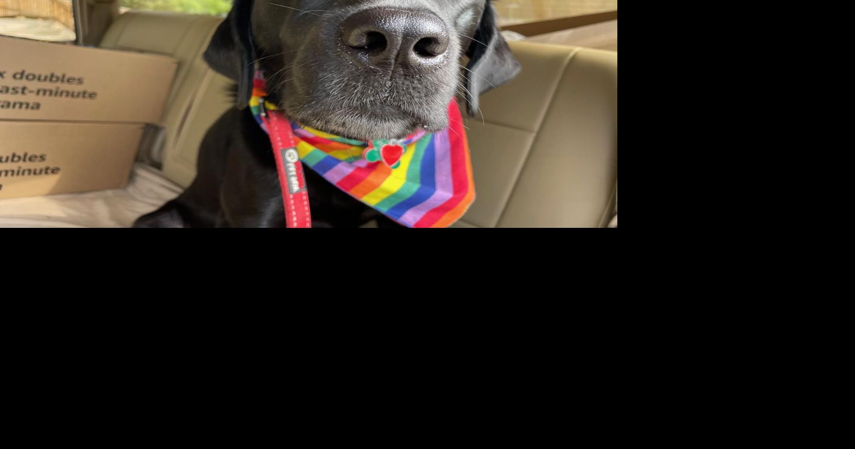 Service dogs can play important role at camp | Camps ...