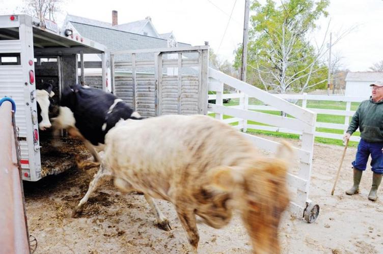 Meet Ohio’s only Jewish cattle farmer | Find this article in the CJN ...