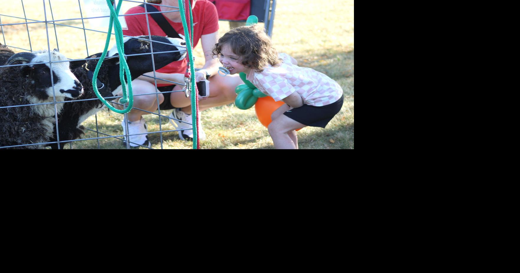 Gross Schechter Fall Fest attracts 450 people | Local News ...