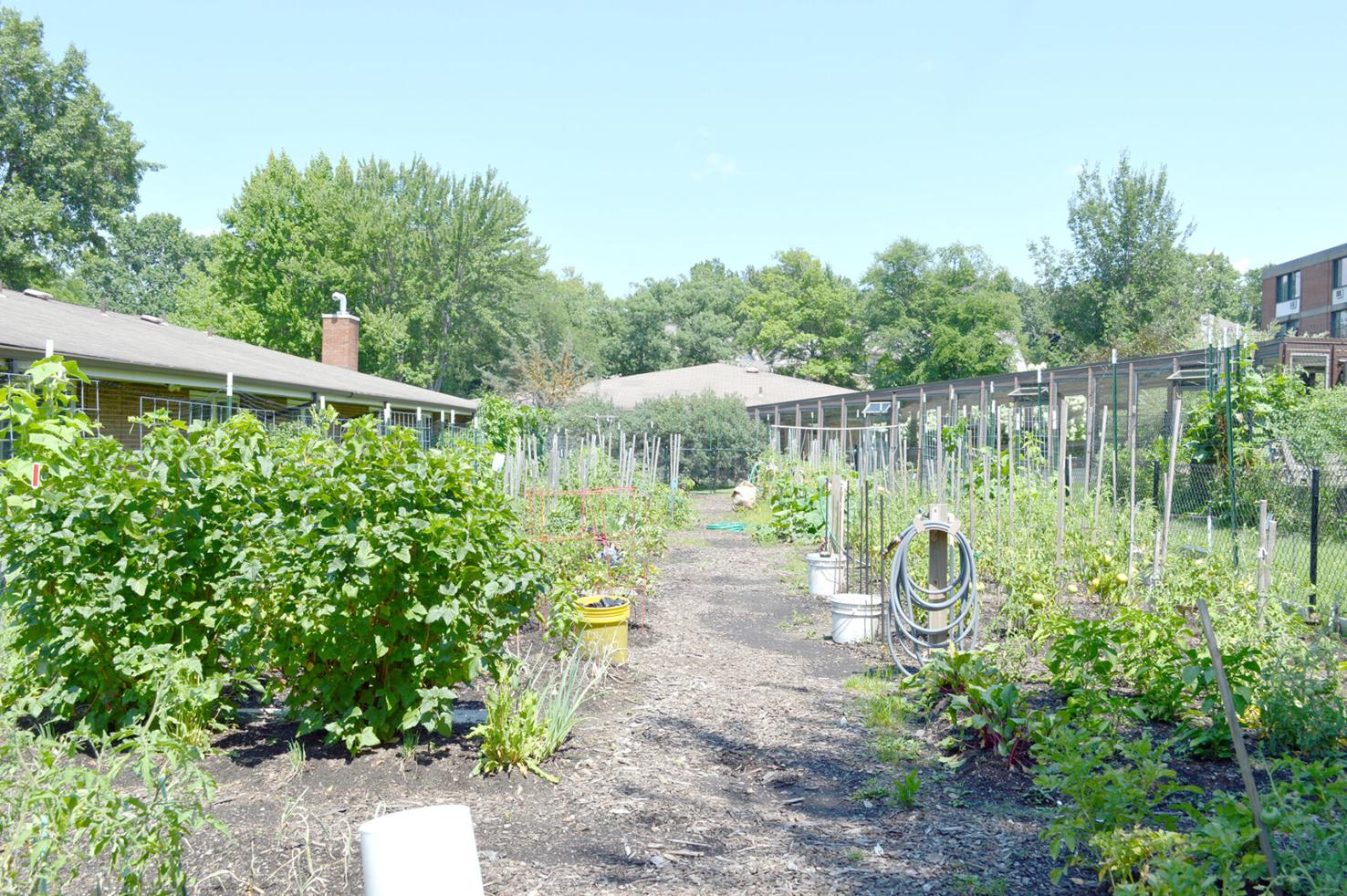 Council Gardens in full bloom as it celebrates 60th anniversary | Local ...