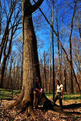 127-acre Solon Woods State Nature Preserve dedicated | Local News ...