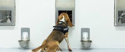 Israeli startup trains cancer-sniffing dogs to revolutionize early ...