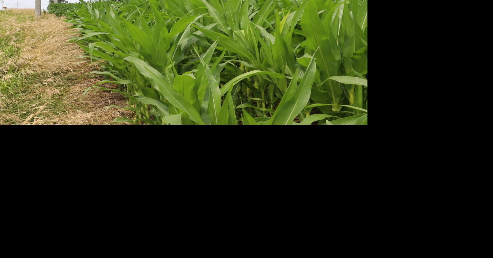 Storm impacts about 14 million acres of crops, Ag Secretary says ...
