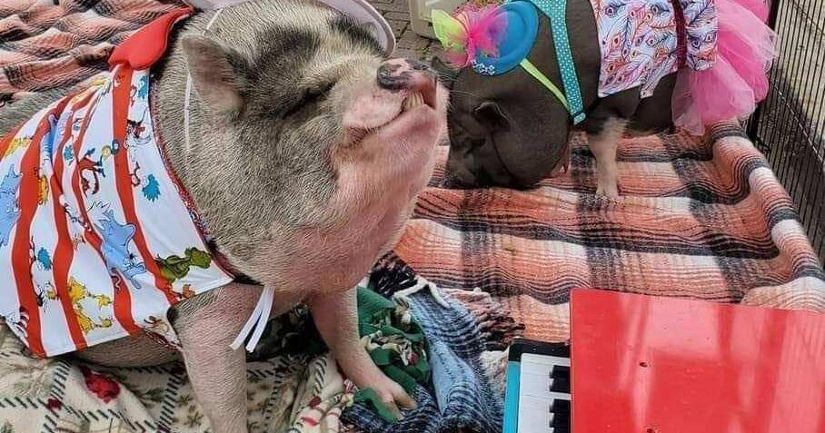 Jan. 17 Windmill program will have pigs | Local News | clintonherald.com