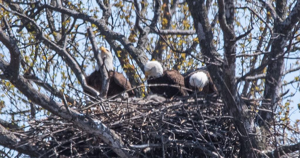 Eagle trio has triplets | Local News | clintonherald.com