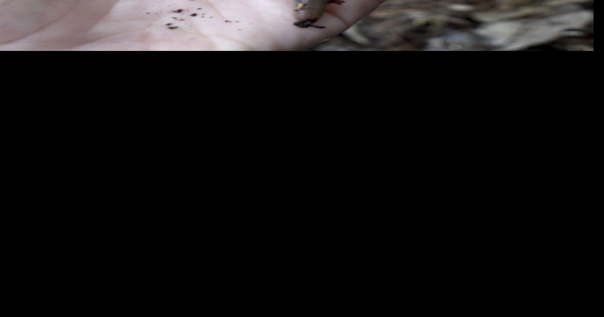 The next invasive garden threat? A slithering, jumping worm ...