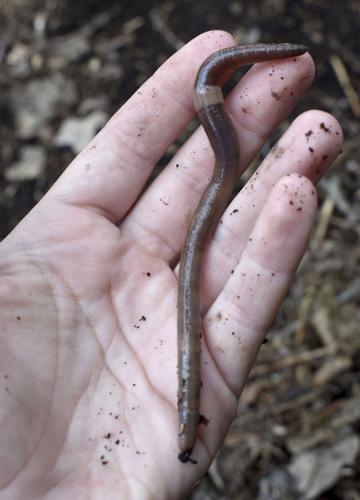 The next invasive garden threat? A slithering, jumping worm ...