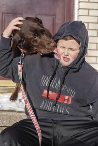 LABRADOR OF LOVE: Carefree 13-year-old will happily look after others ...