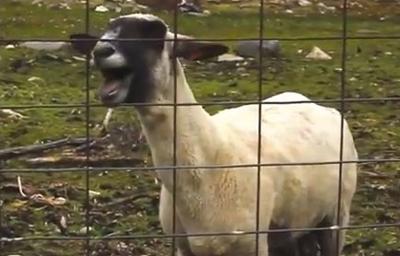goat yelling