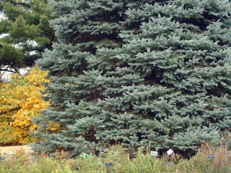 Fungus leads to Colorado Blue Spruce decline | News | clintonherald.com