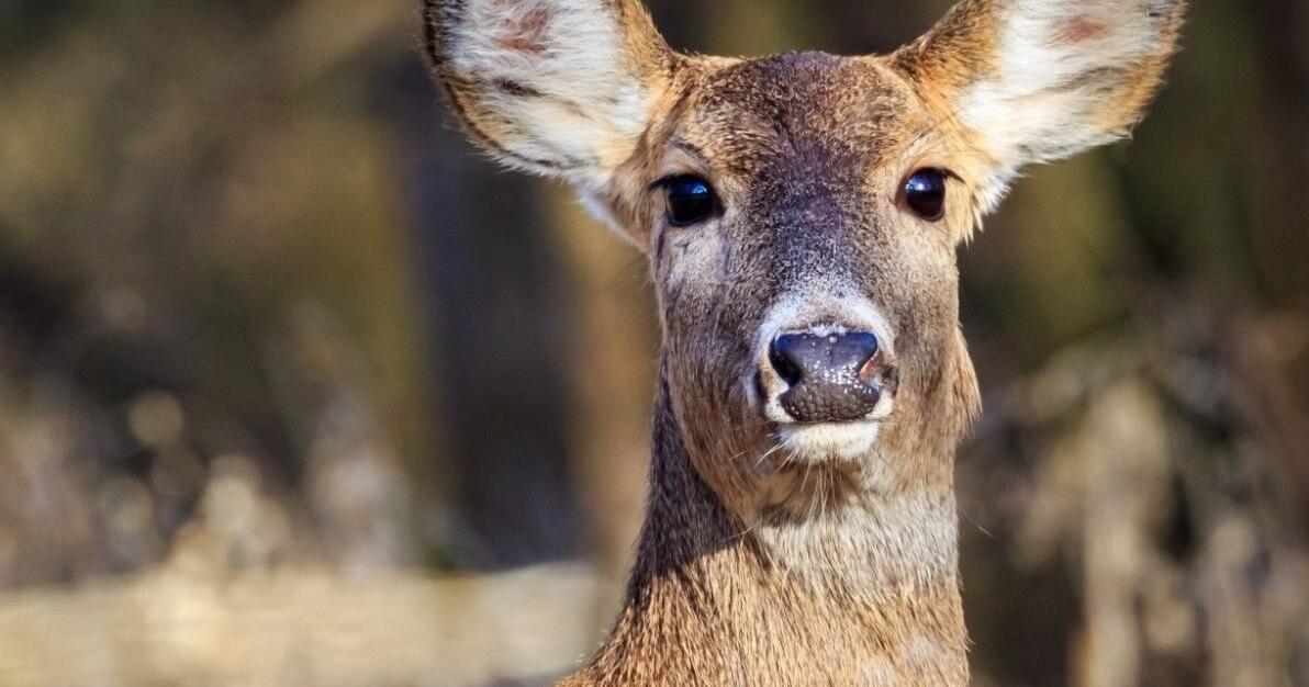 Senate kills nuisance deer bill over worries about youth hunting | News ...