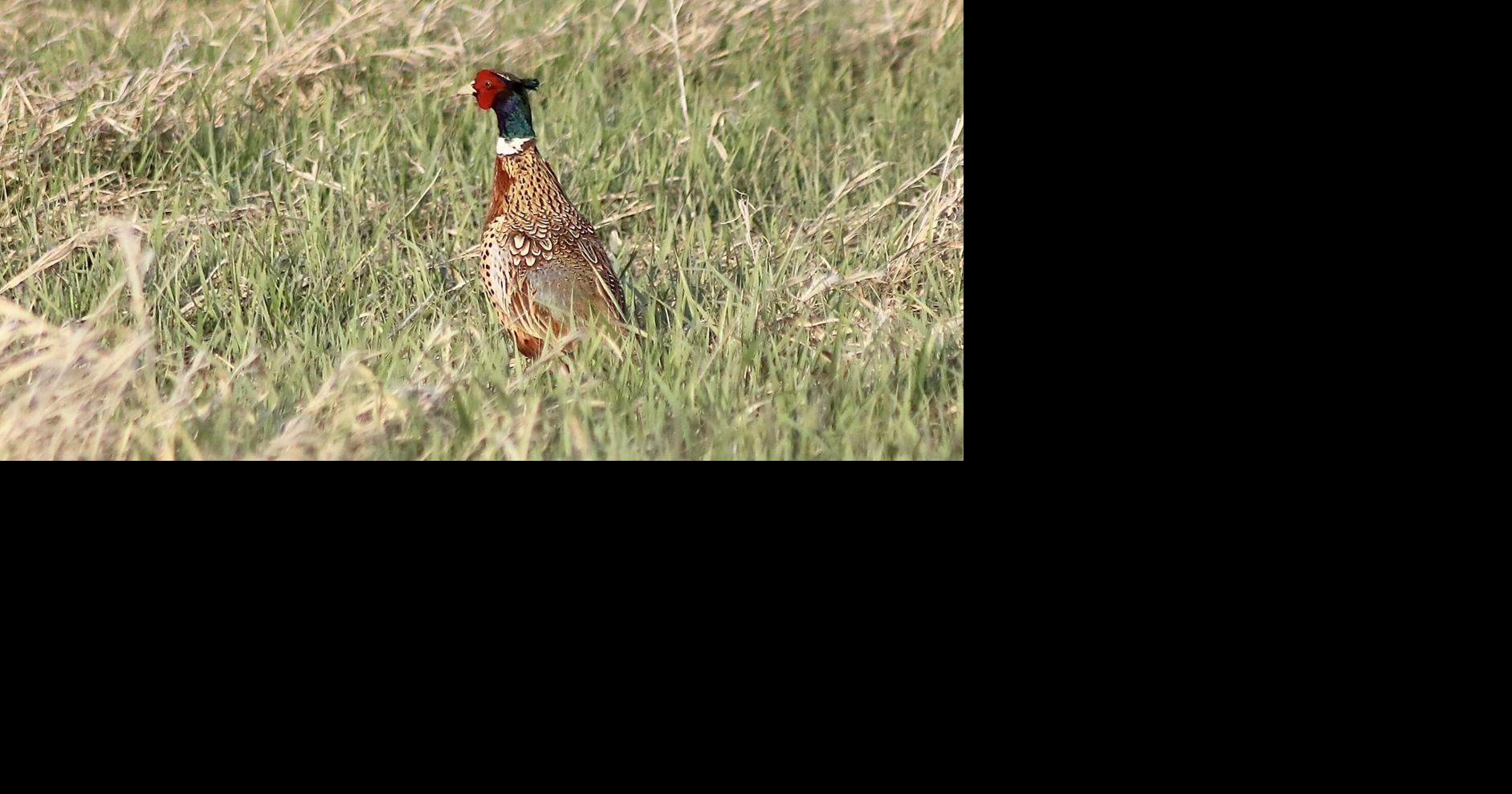 Pheasant survey predicts another year of good hunting for most of Iowa ...