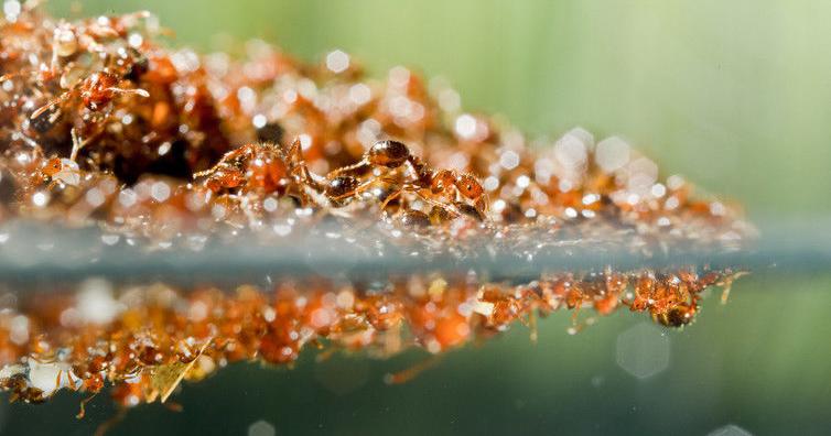 How do fire ants form giant rafts to survive floods? | CNHI | cnhinews.com