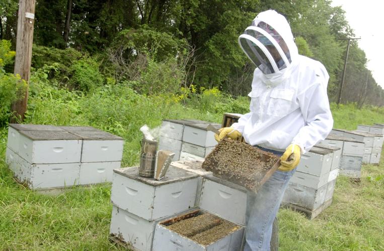 Billions of dollars' worth of crops in danger if bees go extinct | News ...