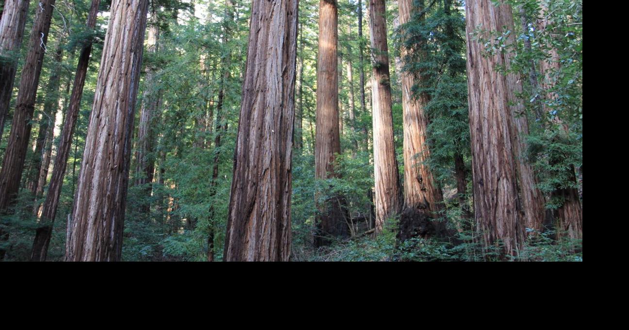 Scientists discover that the world contains dramatically more trees ...