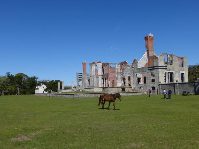 Horses Roam Free on Georgia Island where the Carnegies Lived | CNHI ...