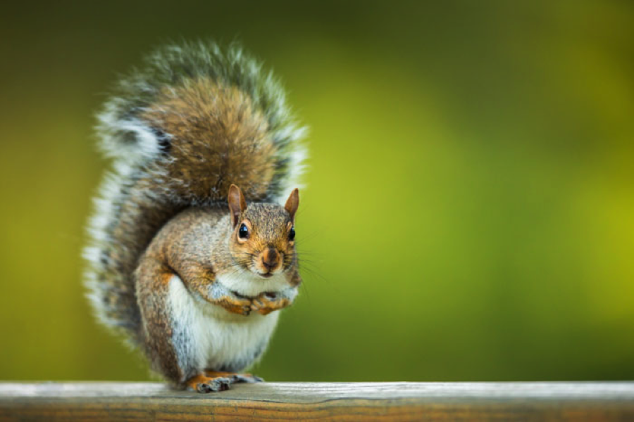 Fall Frenzy: How Animals Prepare For Winter | CNHI | cnhinews.com