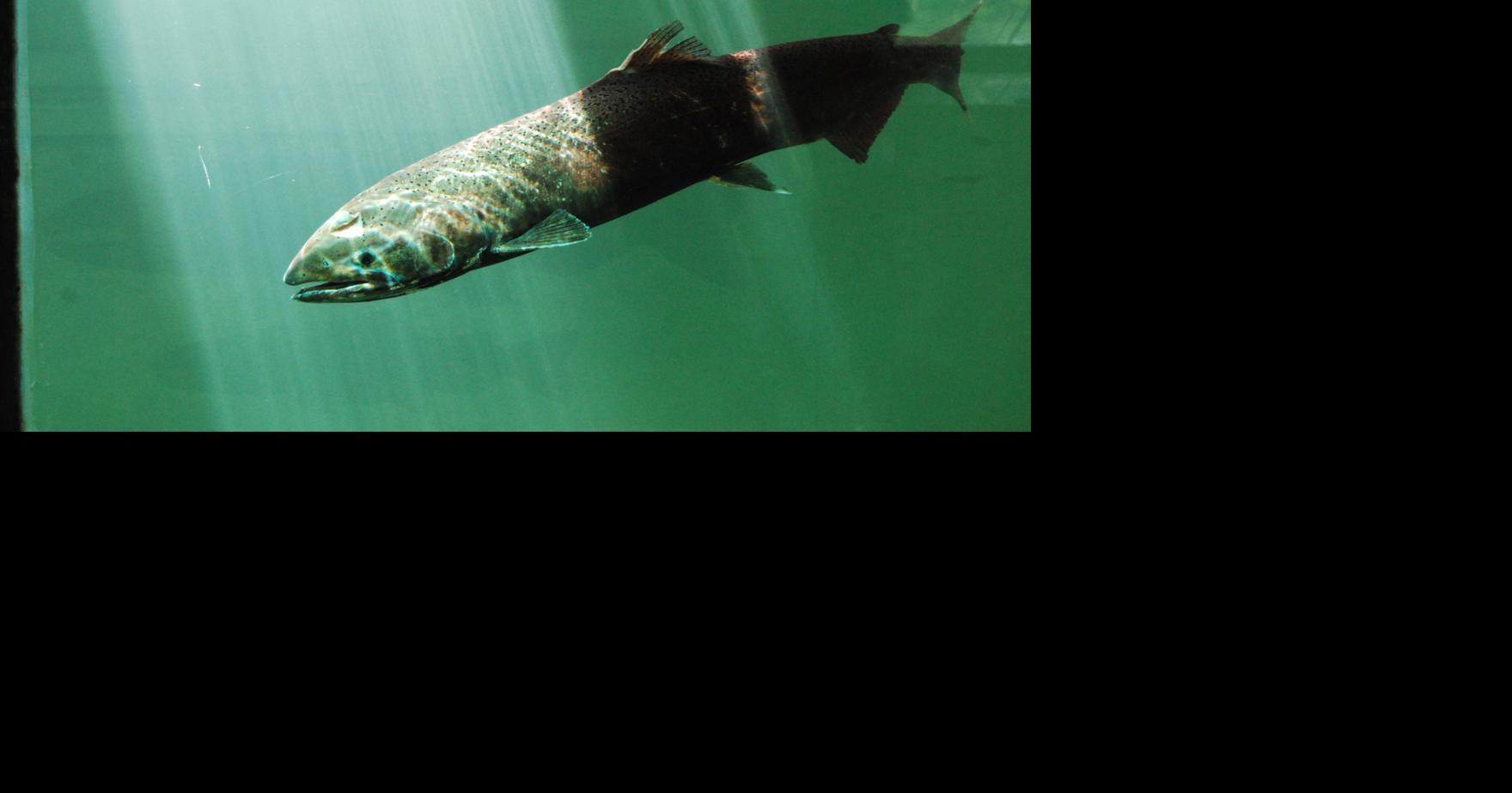 FDA approves first genetically engineered animal: a salmon that grows ...