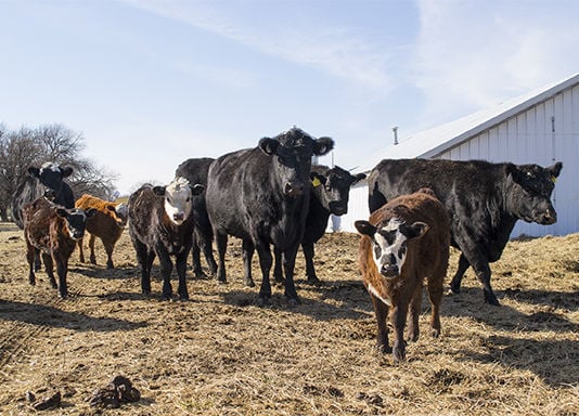 In the new Wild West, cattle rustlers face an elite team of ag ...