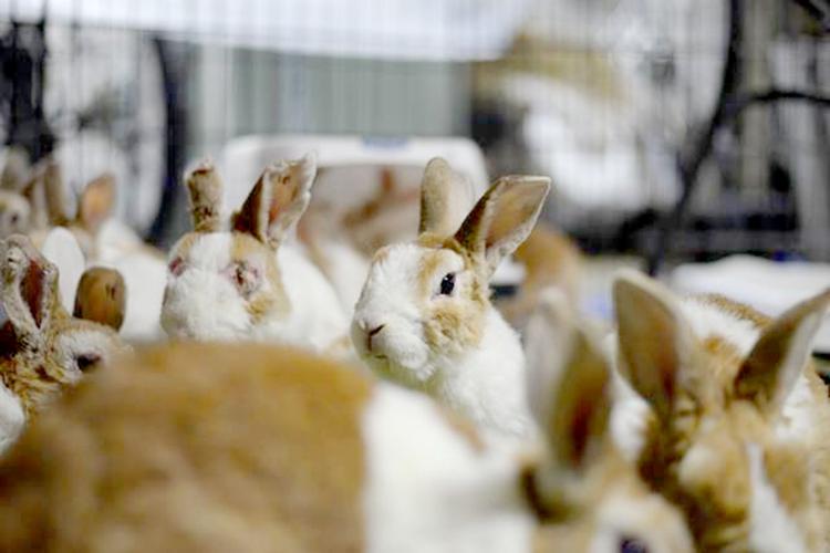 Of 80 rabbits rescued from Pa. home last year, many still need homes ...