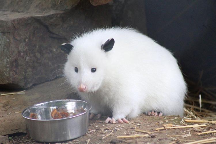 Rare white opossum joins other animals at Northeastern Oklahoma nature ...