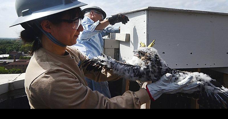 Indiana biologists learning about peregrine falcons in urban settings ...