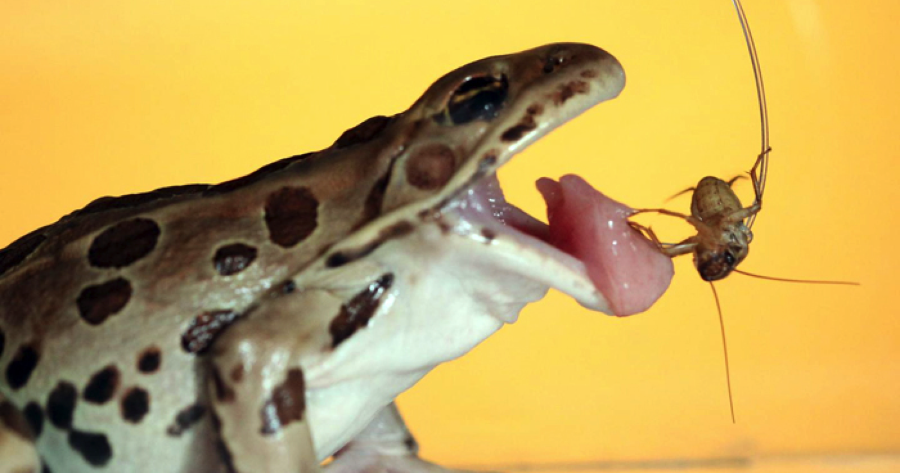frog eating