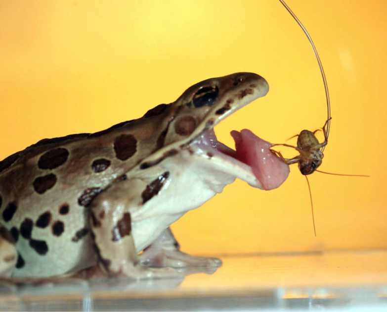 Researchers unlock the secret of frog’s deadly slurp | CNHI | cnhinews.com