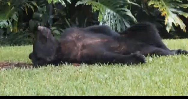Bear eats dog food, takes nap in Florida neighborhood | News | cnhinews.com