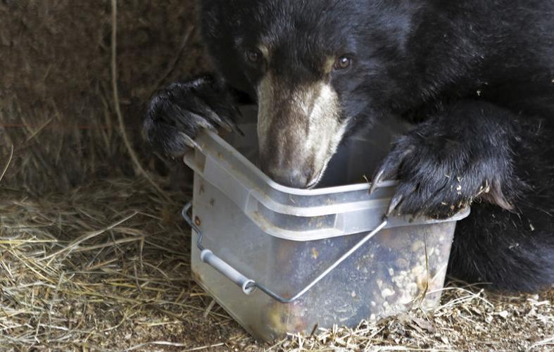 West Virginia animal sanctuary is 'personal slice of Nirvana' (With ...