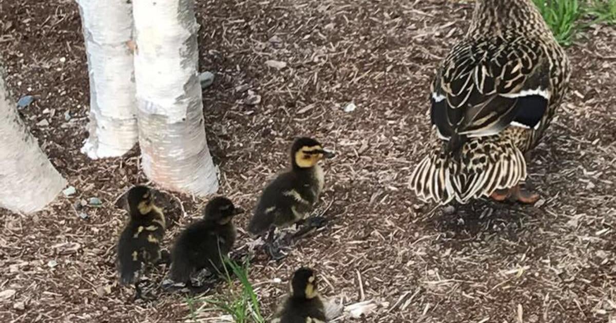 Sad mother duck’s quacking saves her brood | CNHI | cnhinews.com