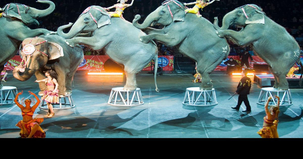 Ringling Bros. to remove elephant act in conservation bid | News ...