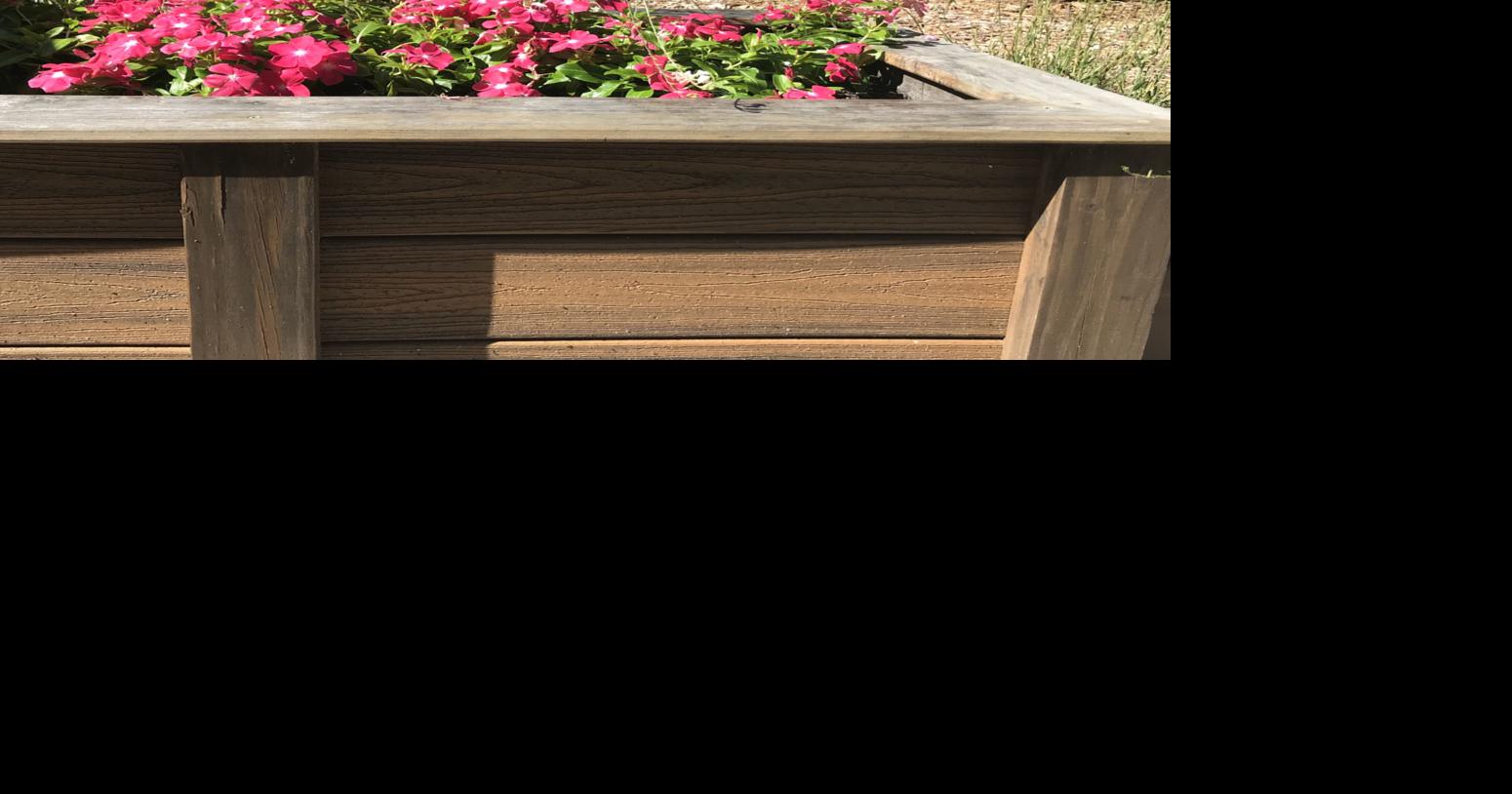 Madagascar periwinkle | Coastal Columns | coastalillustrated.com