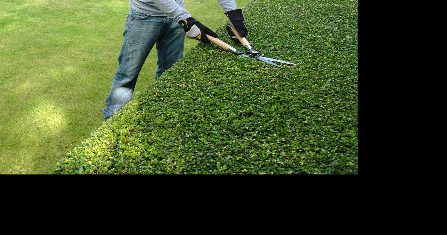 More tips on pruning | Column Gardening | coastalillustrated.com